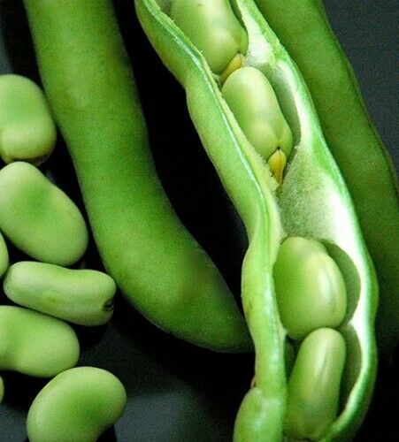 SEMI FAVA AGUADULCE SUPERSIMONIA SUPERLONGA DA 1 KG – casciaroagricoltura